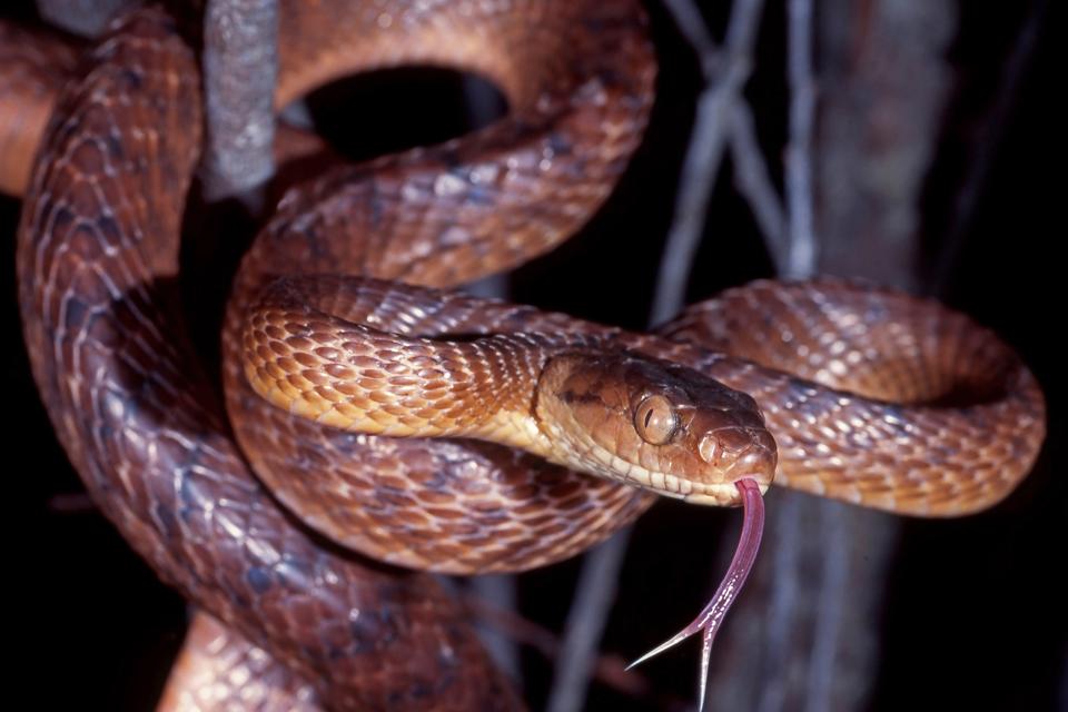 How A WWII Snake Drove 10+ Species Extinct In Just A Few Years—Most ...