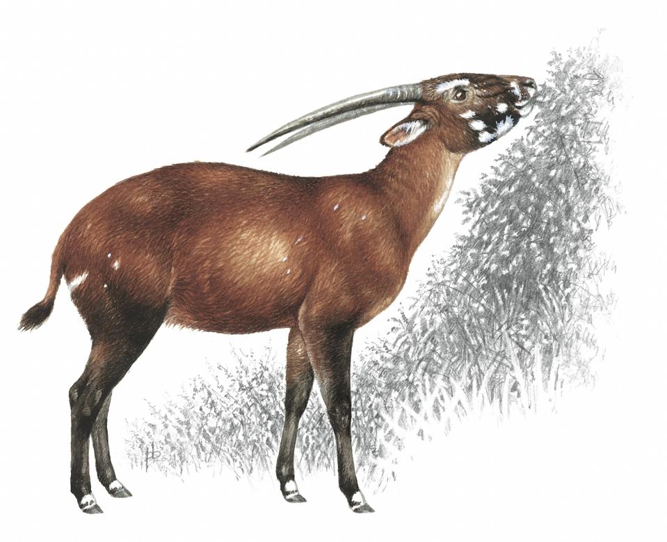 Asia’s ‘Unicorn’—The Saola—Is Actually The World’s Rarest Antelope