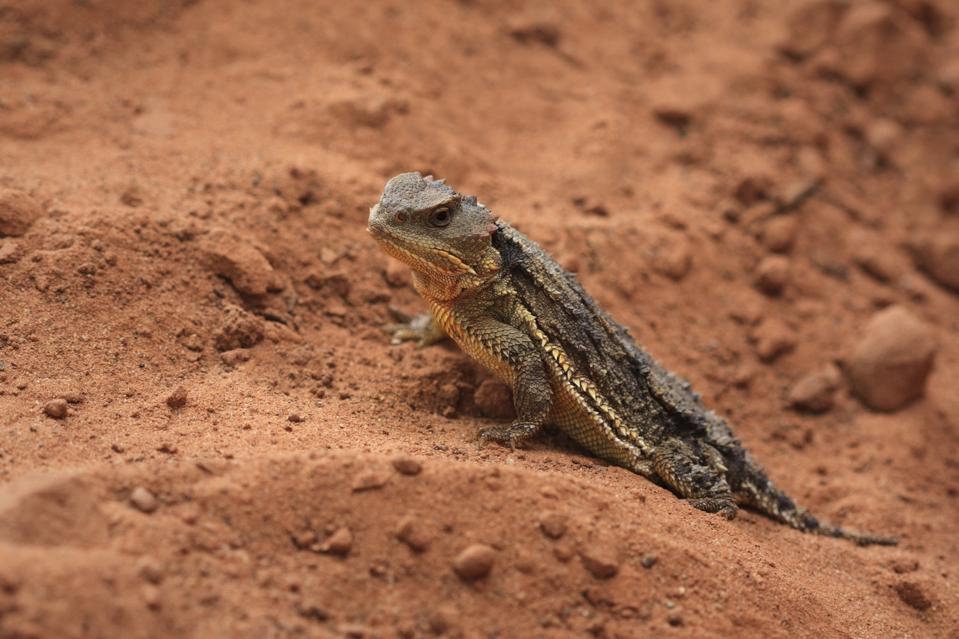 Meet The ‘Greater Short-Horned Lizard’—It Shoots Blood At Its Predators ...