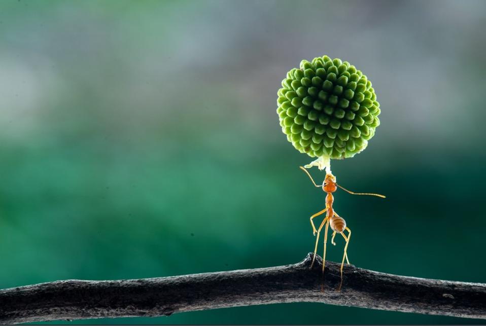 Ahead Of The Curve: Tapping The Potential Of Micro-Cap Companies