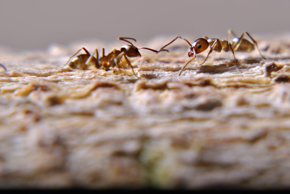 These Ants Live In A ‘Colony’ That Spans Continents—Largest In The ...