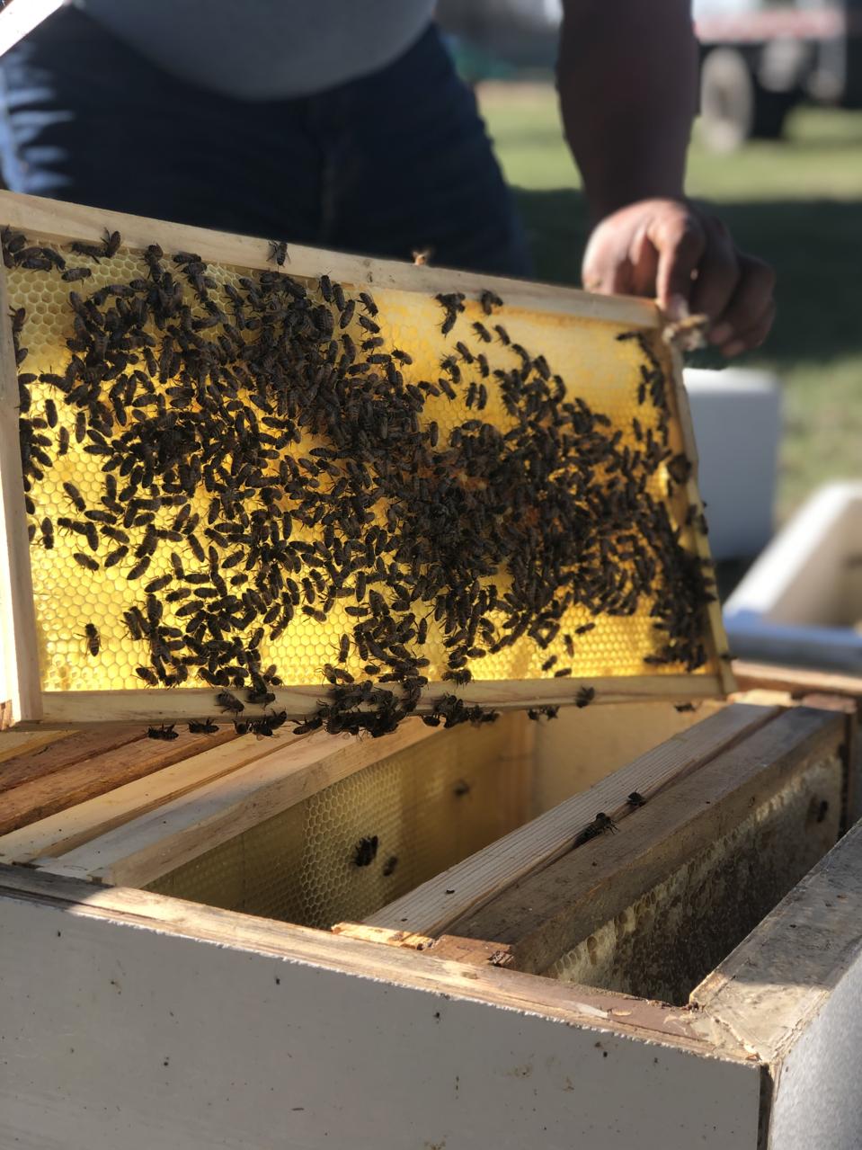 Honey Is Causing A Buzz In The Food Scene Of This Canadian Bee City