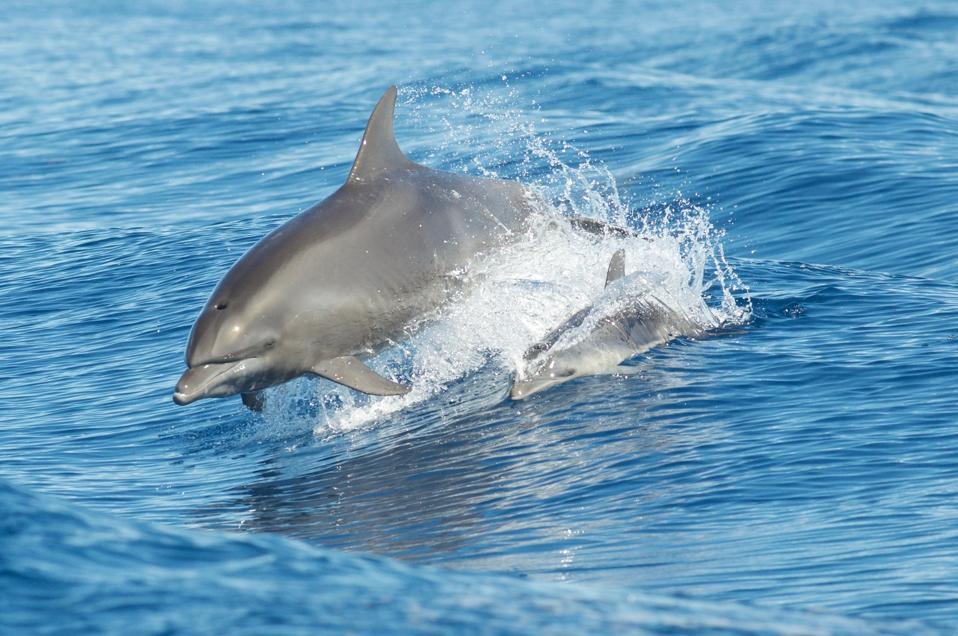 Lone Dolphin In Baltic Sea Apparently Talking To Himself