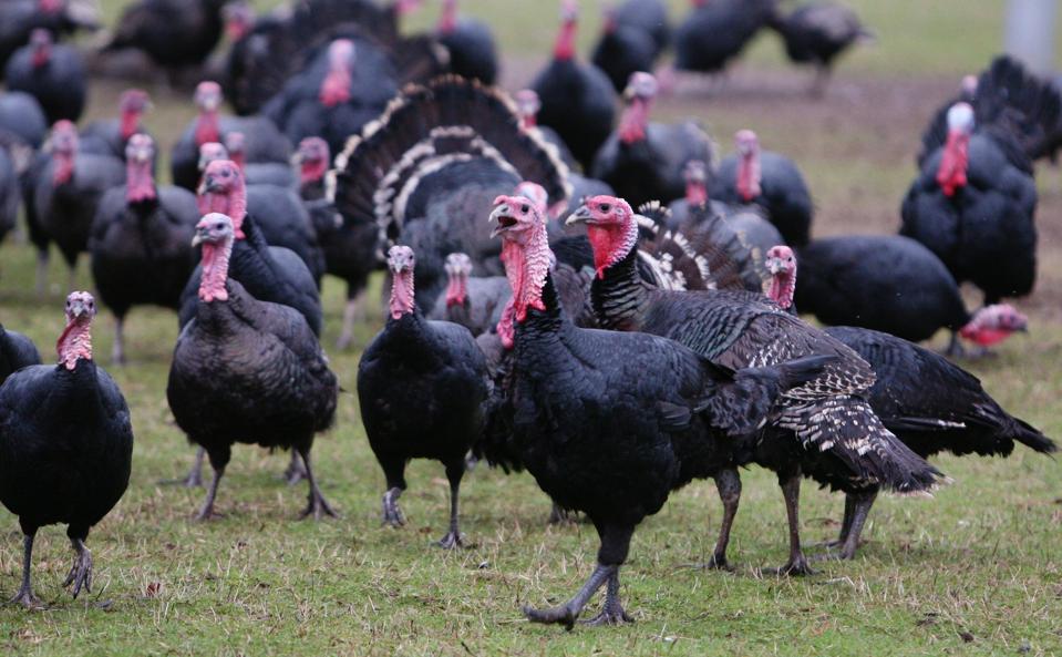 Top 10 Turkey Trade Facts For That Most American Of Holidays