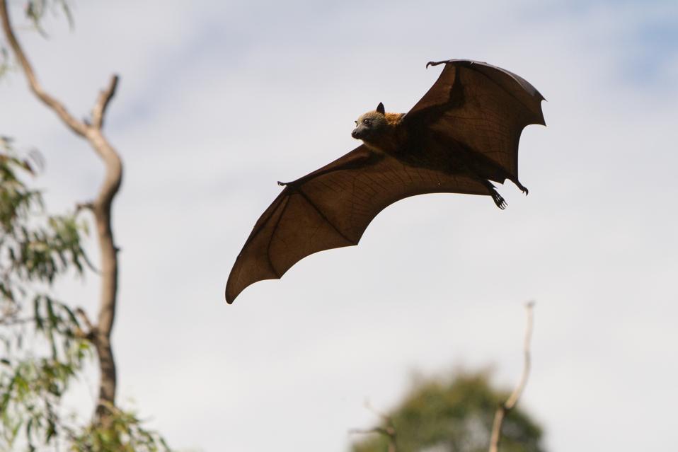 Bats Save Billions In Agriculture Costs As Technology Helps Save Them