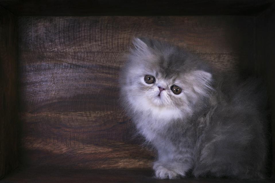 Persian Cats Reveal The Dark Side Of Selective Breeding—A Biologist ...