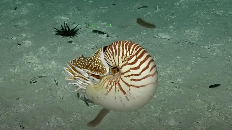 Ocean Scientists Erupt With Joy Over Nautilus In The Deep