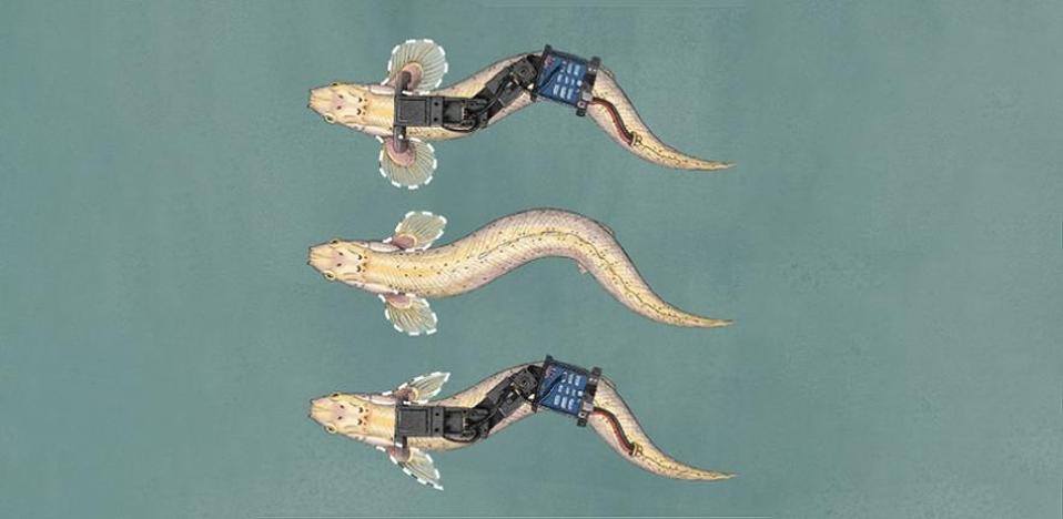 These Biorobots Are About To Walk Like Earth’s First Land Animals