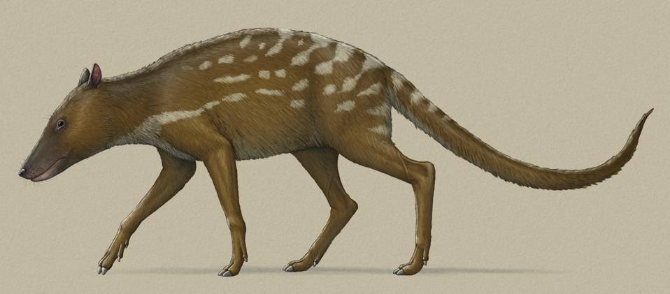 This Mouse-Deer-Like Prehistoric Creature Is The Ancestor Of Whales