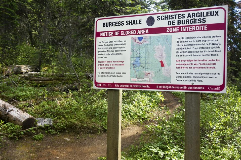 Meet 5 ‘Otherworldly’ Ancient Animals—Preserved In Stunning Detail At ...