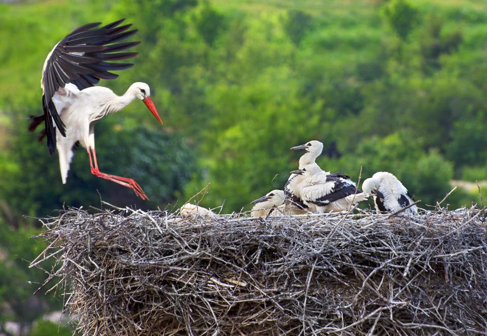 Why ‘Brood Reduction’ In Storks Is As Necessary As It Is Brutal—A ...