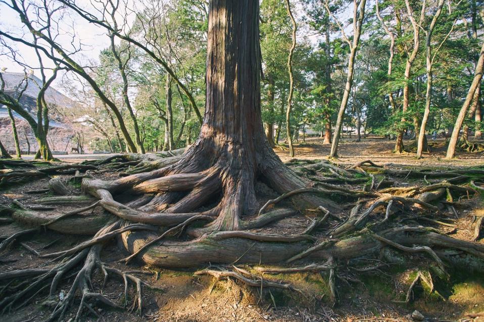 How Depth Psychological Practices Can Transform The Way You Lead