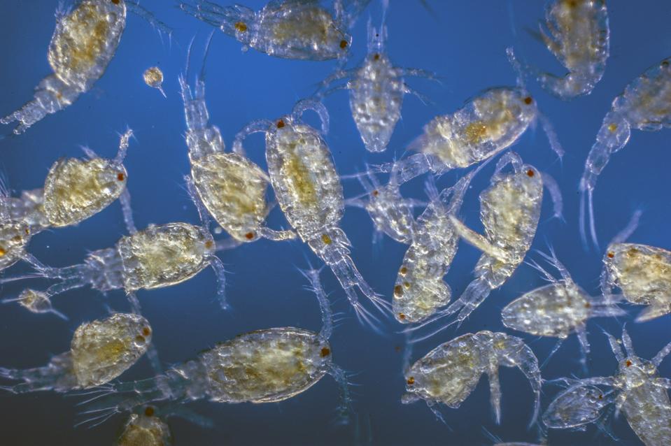 ‘Marine Snow’ Could Help Drown Our Carbon Crisis—A Biologist Explains