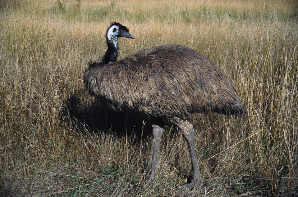 The Real Story Behind Australia’s Great Emu ‘War’ Of 1932 (And Why They ...