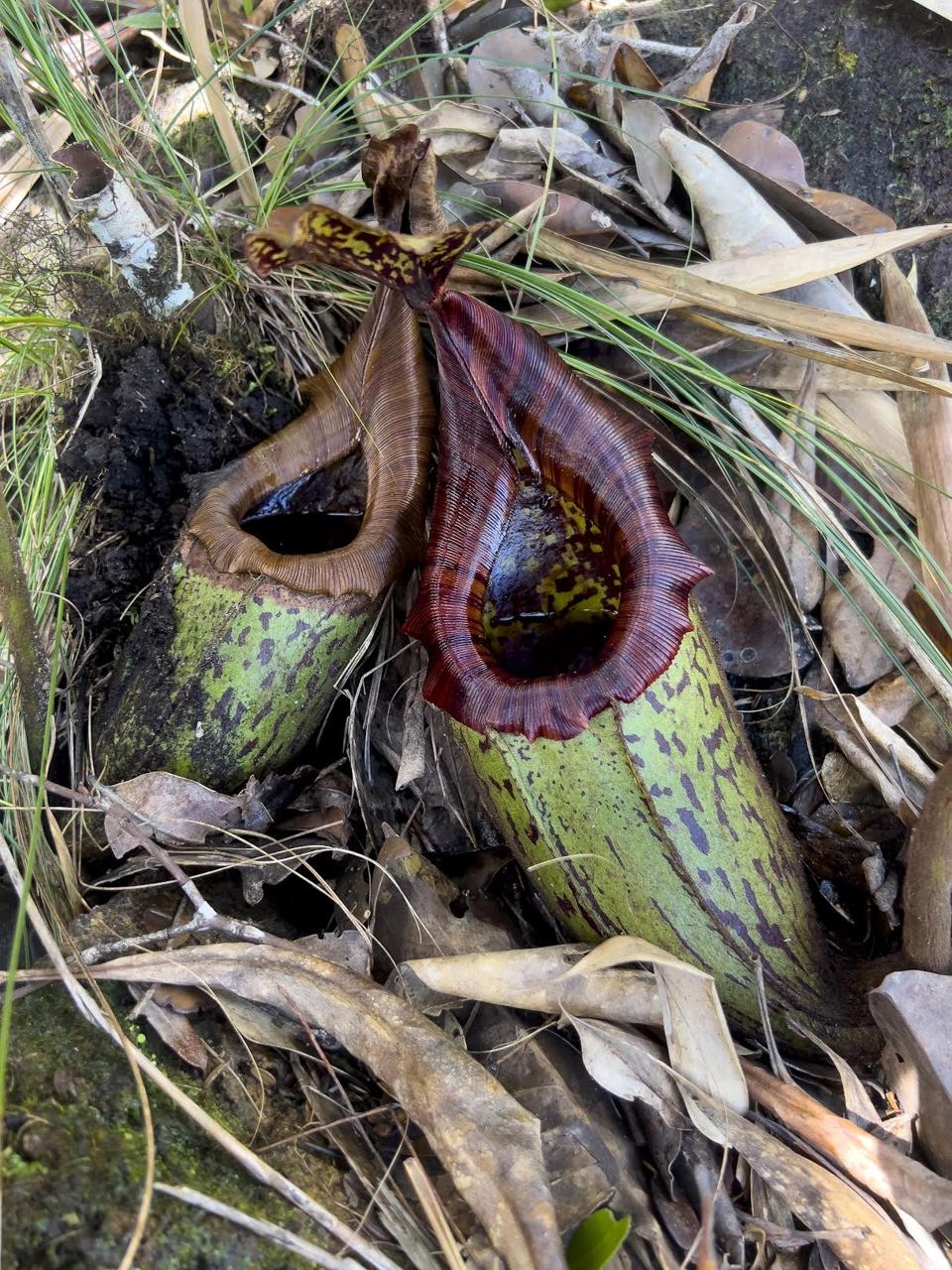 Giant Hairy Pitcher Plant Discovered In Northern Borneo