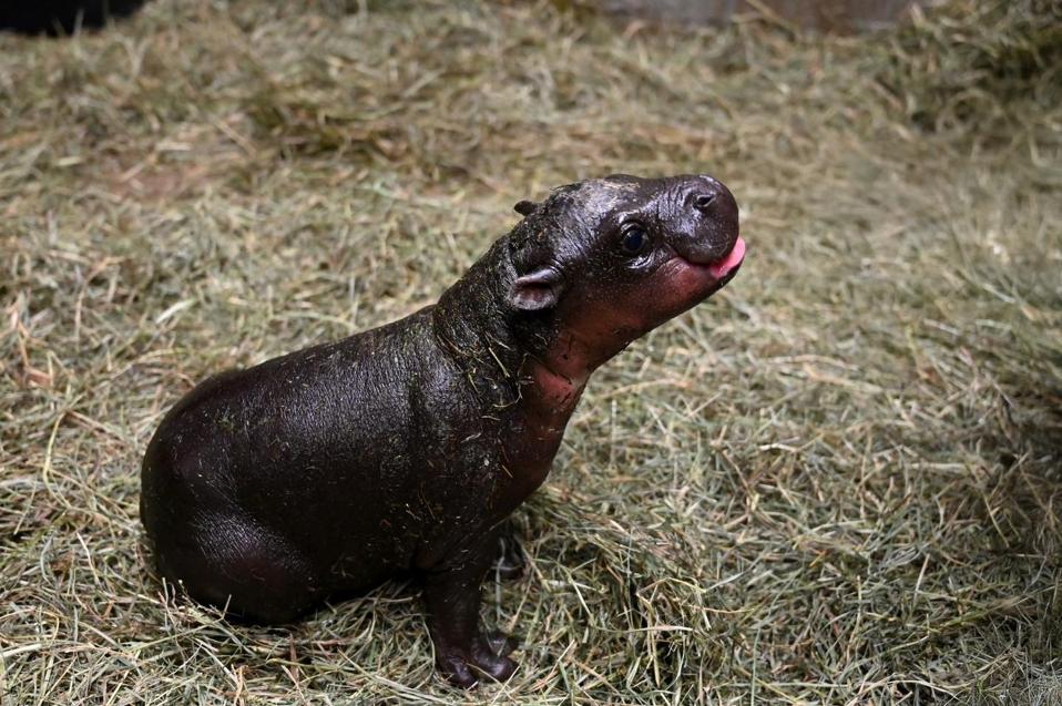 ‘Adorable’ Baby Pygmy Hippo Needs A Name, Zoo Says