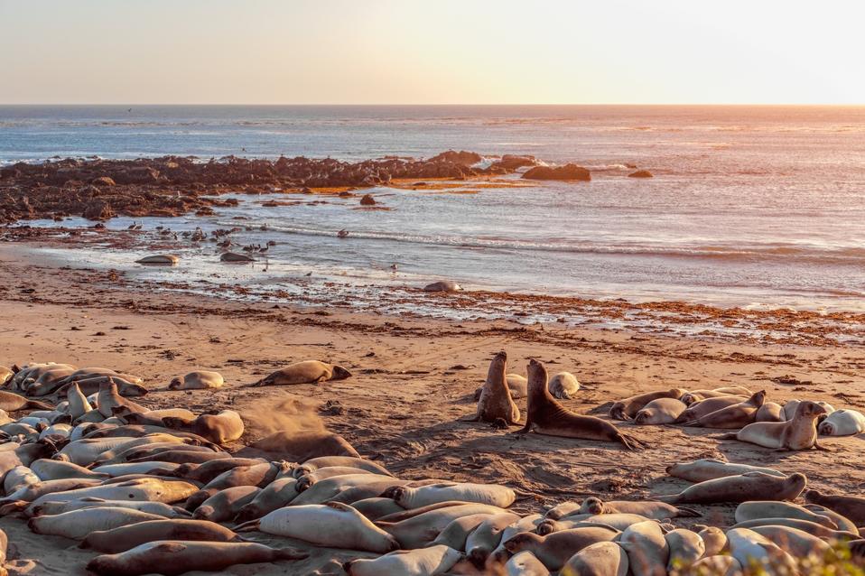 Wildlife Spotlight: Where To Find California's Native Elephant Seals