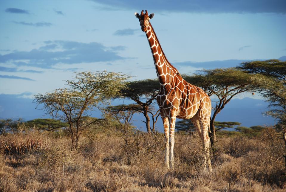 Cranial Morphology Confirms There Really Are Four Giraffe Species