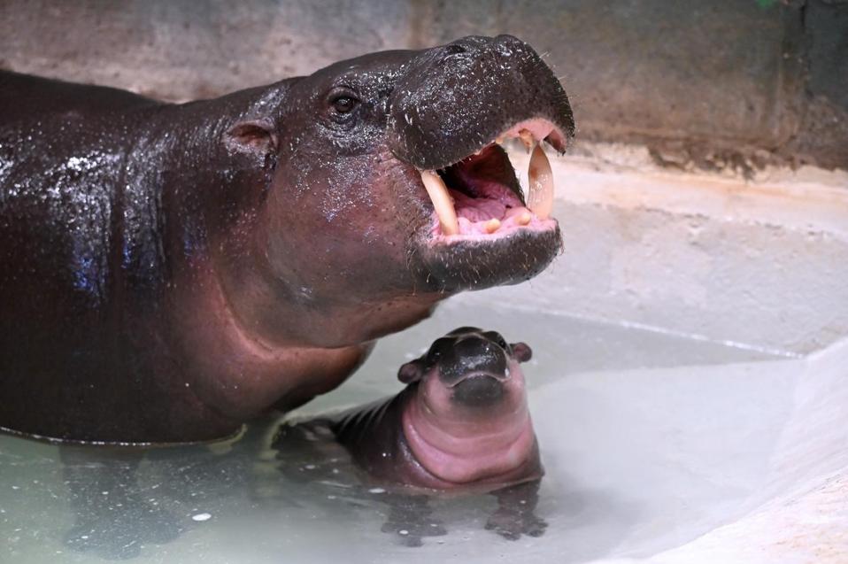 New Celebrity Baby Pygmy Hippo Gets A Flowery Name