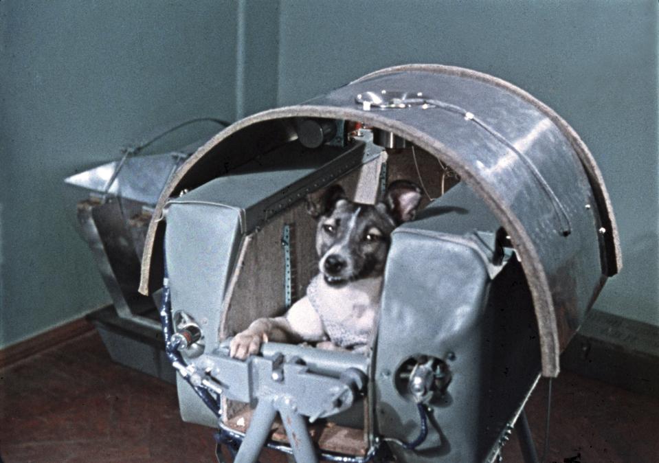 The Tragic Story Of Laika, The Soviet ‘Canine Cosmonaut’ Who Made Space ...