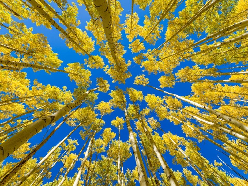 3 Fascinating Reasons Why The ‘World’s Largest Living Organism’ Is ...