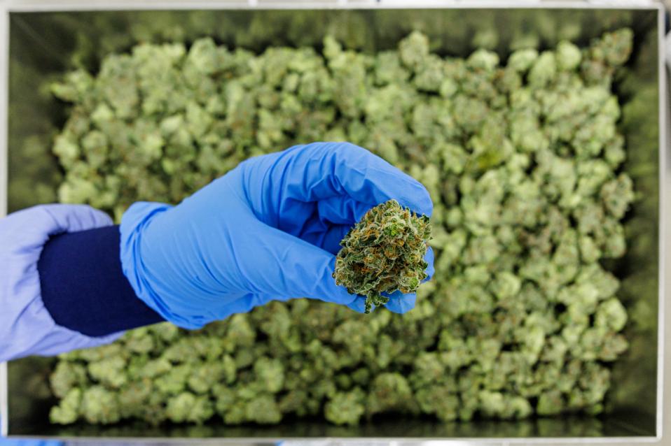 High Tide Enters Germany’s Medical Cannabis Market By Acquiring 51% Of ...