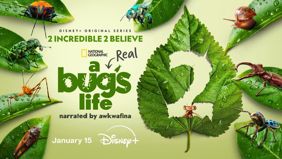 Behind The Lens Of ‘A Real Bug’s Life’