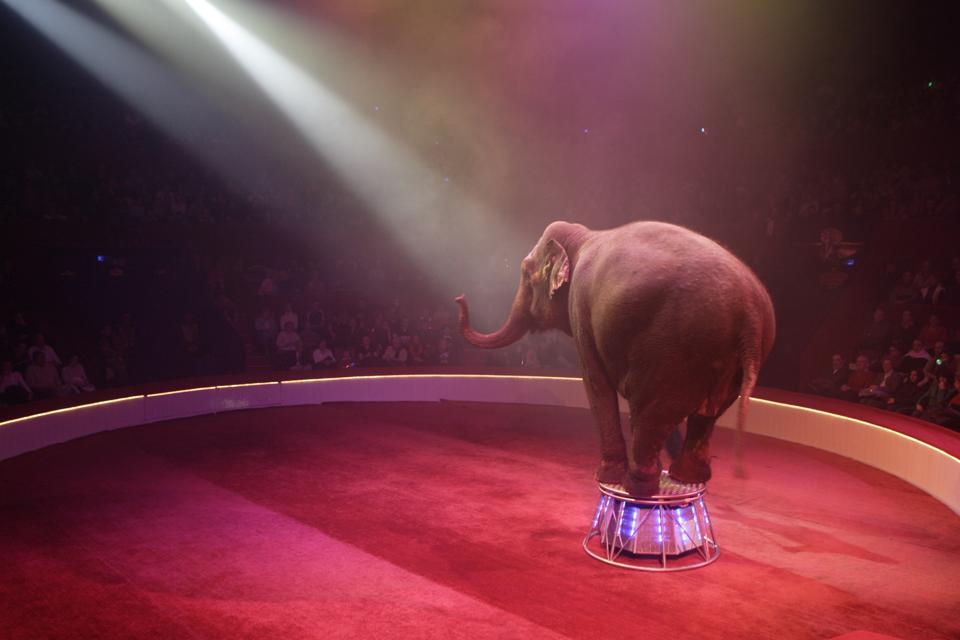 A Circus Elephant Was Publicly Hanged In 1916—The Tragic Tale Of ...