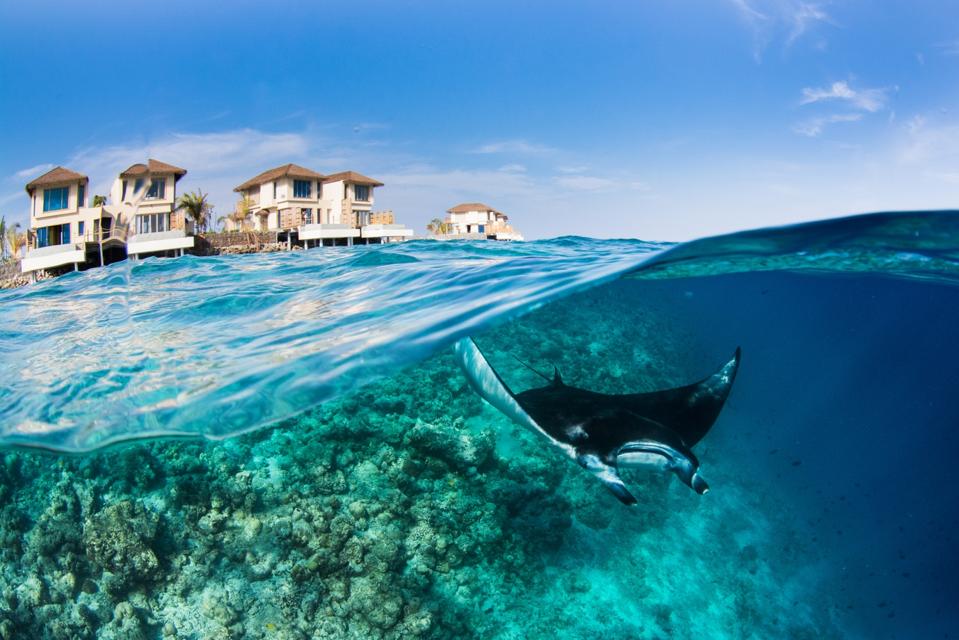 Swim With Manta Rays At The 2025 InterContinental Maldives Manta Retreat