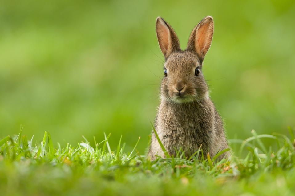 In 1859, 24 Rabbits ‘Colonized’ A New Continent—A Biologist Tells The Story