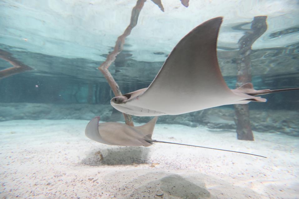 The Cownose Ray’s Secret Danger Antenna
