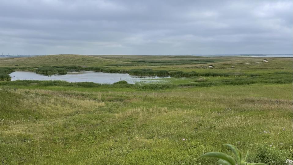 Wildlife Spotlight: Exploring North Dakota’s Bird-Filled Wetlands