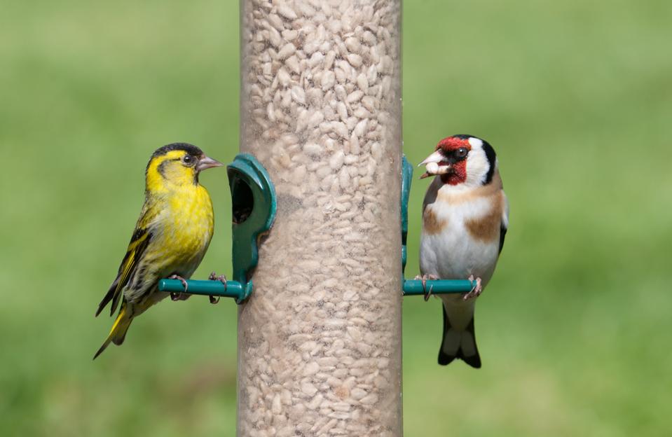 What a Bird Feeder Can Teach Us About Building Strong Communities