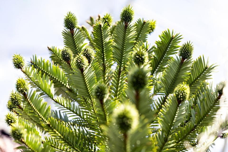 Meet The World’s Most ‘Safeguarded’ Tree—A Jurassic Survivor Thought ...