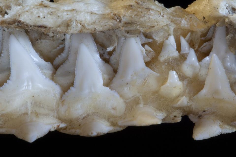 Tracing Marine Oxygen Loss Through Fossilized Shark Teeth
