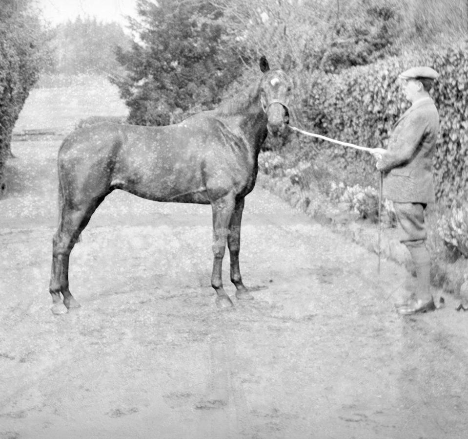 Meet The Most Legendary War Horse Of WWI—Here’s How He Became ‘The ...