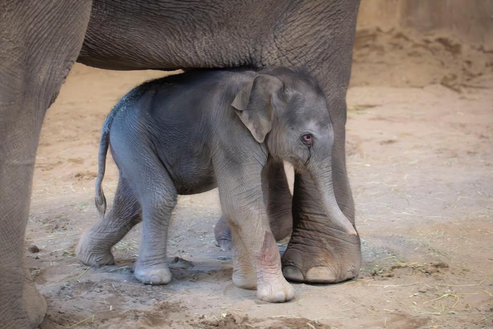 Watch Oregon Zoo’s New Baby Elephant Take Its First Wobbly Steps