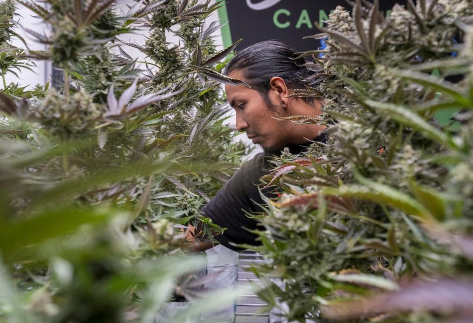 Indigenous Cannabis Association Reacts To Federal Funding Freeze Scare