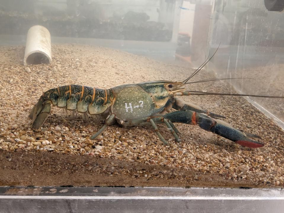 Invasive Australian Crayfish Seen In Texas Waters — 8,000 Miles Away