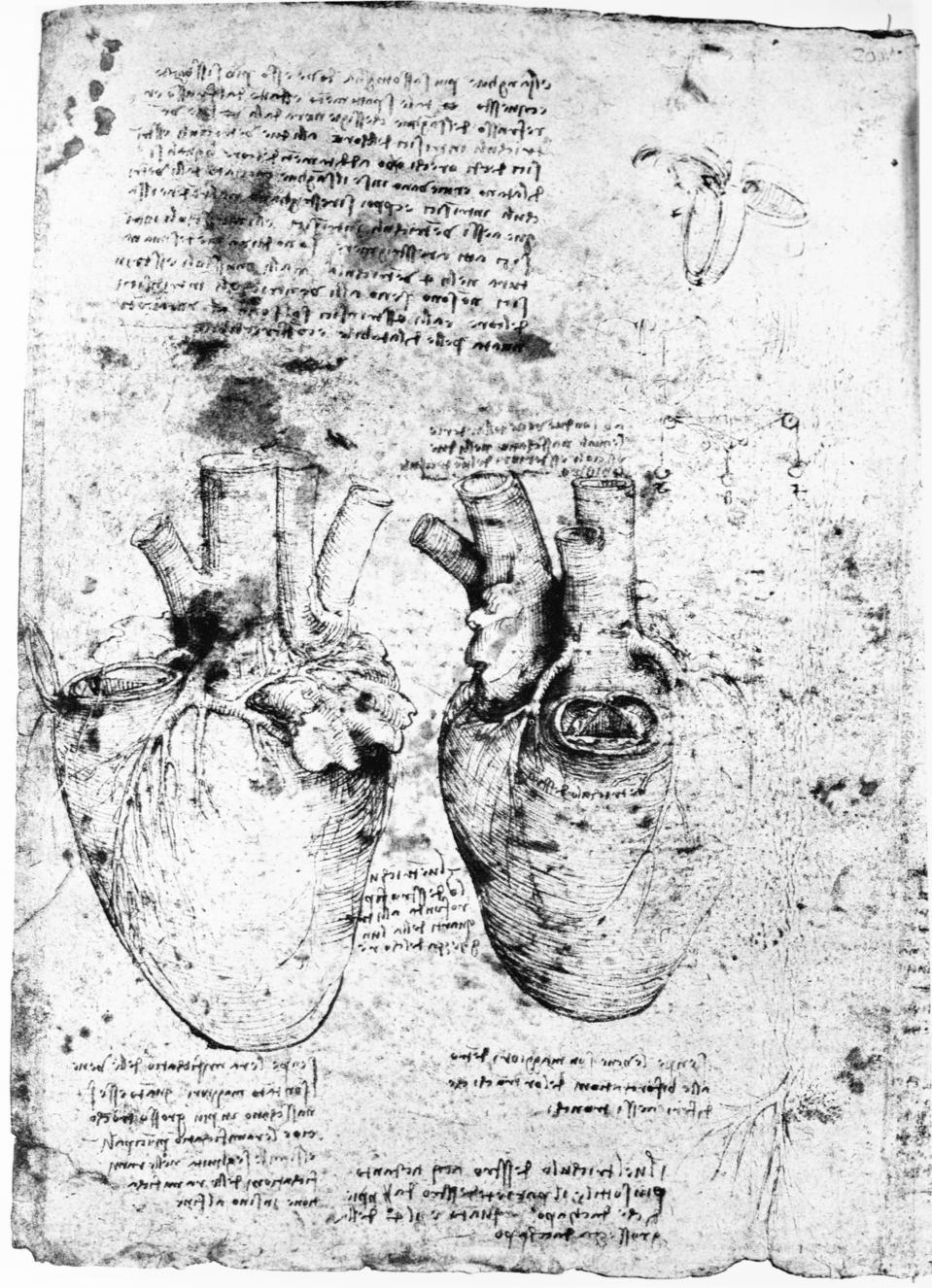 What Da Vinci Knew About The Heart Is Still Relevant Today