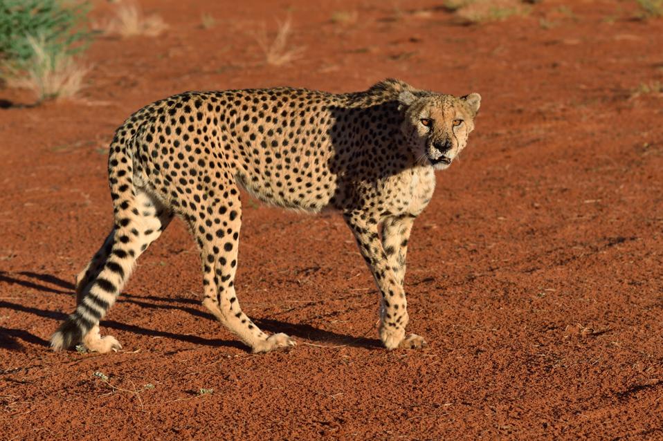 Best Of Namibia, Africa — And Saving Endangered Cheetahs