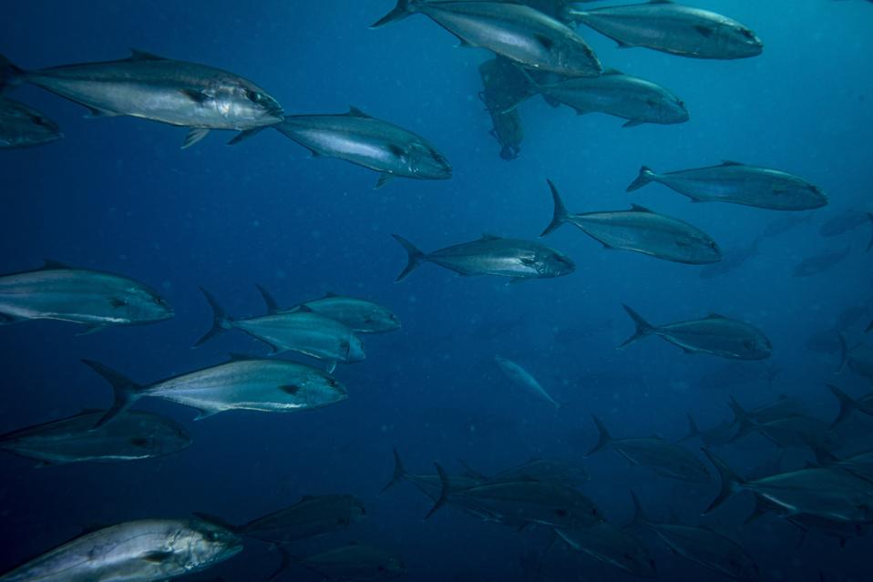 Blue Food Systems Are At A Tipping Point