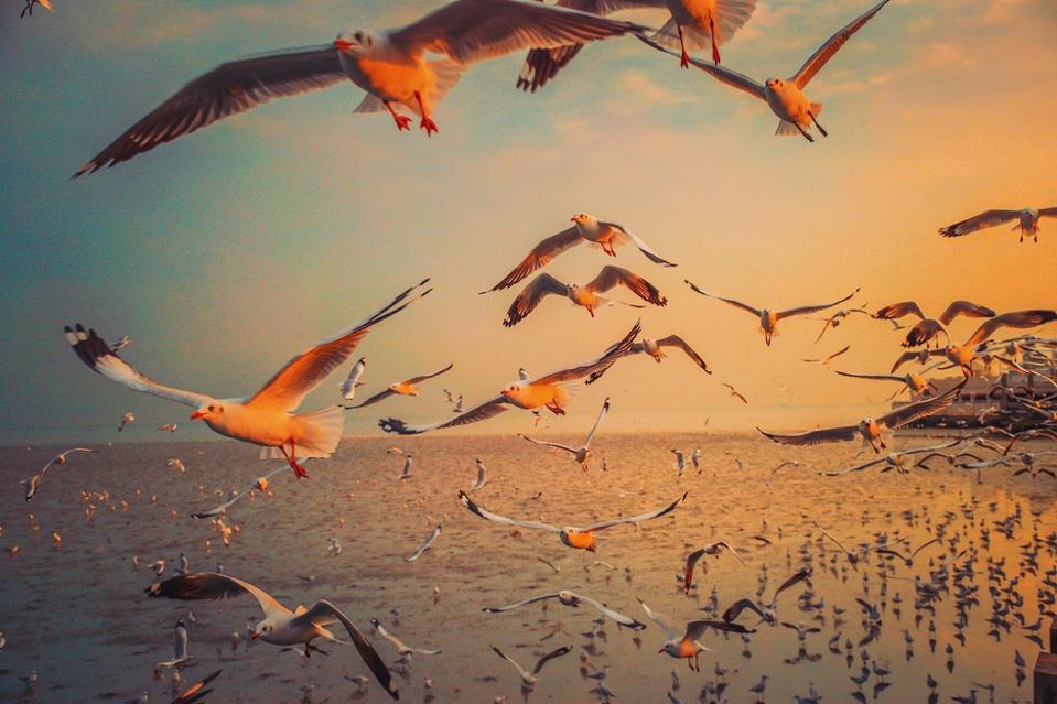 New 150-Million-Year-Old Fossil Has Rewritten The History Of Bird ...