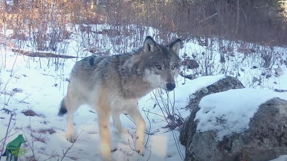 ‘Magical Rock’ Attracts Wild Wolves And Dancing Otters With A Stinky Secret