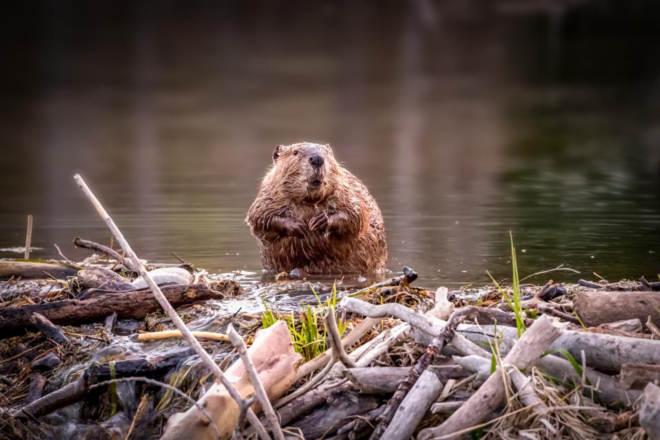 3 Surprising Stories That Prove Beavers Are Nature’s Most Diligent ...