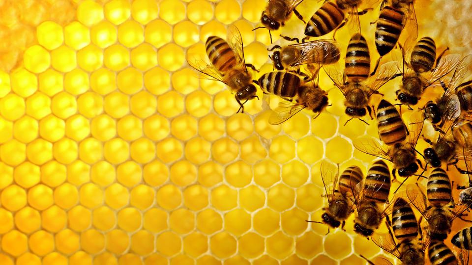 Swarming Leadership: Are You Leading The Hive Or Getting Stung?