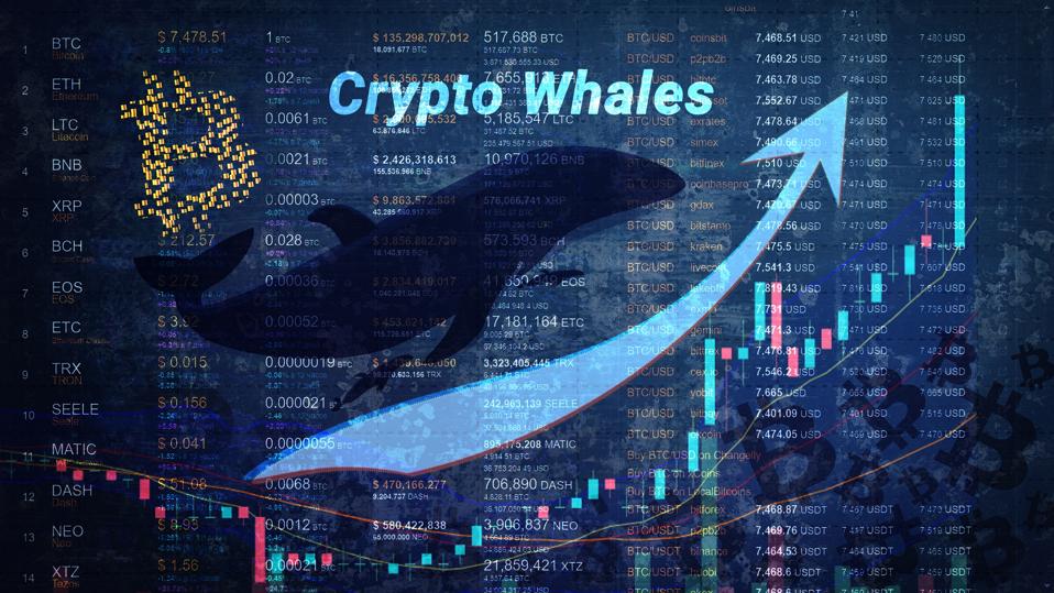 Crypto Whale Profits $6.8 Million Off Trump’s Crypto Reserve News