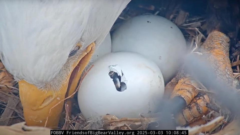 It’s A Pip! Celebrity Bald Eagle Babies Try To Hatch