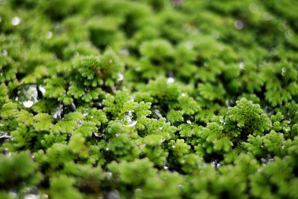 Meet Azolla—The ‘Mosquito Fern’ That Caused An Ice Age For 800,000 ...