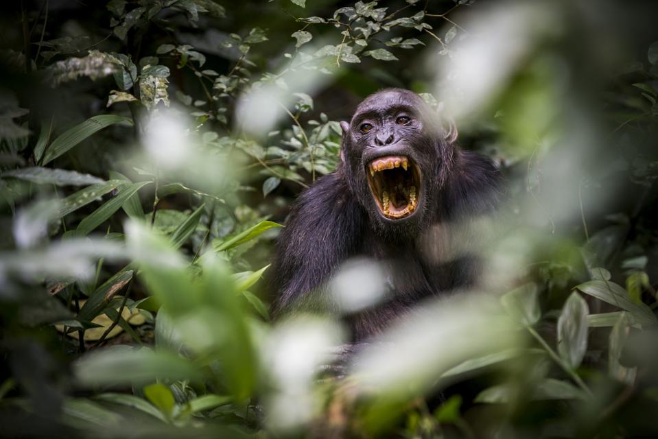 How Much Meat Do Our Closest Genetic Relatives—Great Apes—Eat? A ...